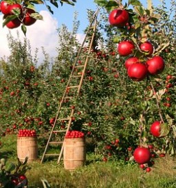 Angle Parts, Types & Applications in Real Life | Study.com