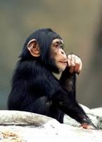 HIV & AIDS | History, Symptoms & Statistics | Study.com