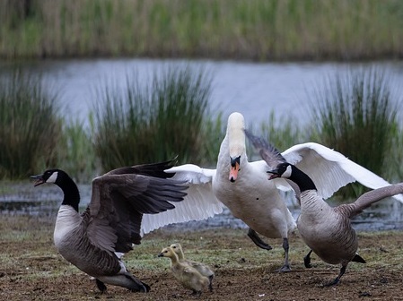 Social Behavior | Definition, Types & Examples - Lesson | Study.com