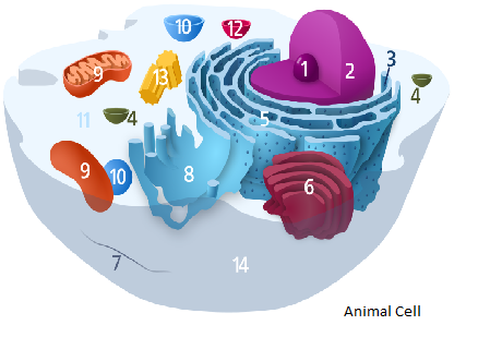Comparing & Contrasting Plant & Animal Cells Practice | Biology ...