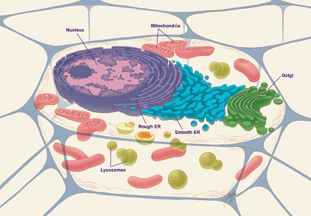 Cell Division Types & Process - Lesson | Study.com