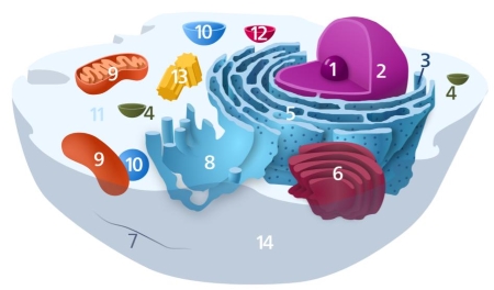 Comparing & Contrasting Prokaryotic & Eukaryotic Cells Practice ...