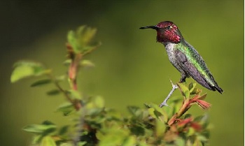 Anna's Hummingbird Facts: Lesson for Kids | Study.com