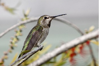 Anna's Hummingbird Facts: Lesson for Kids | Study.com