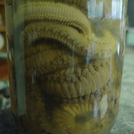 Annelida Segmentation | Overview, Types & Significance - Lesson | Study.com