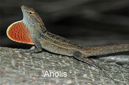 Analyzing Natural Selection as a Mechanism for Evolution Practice ...