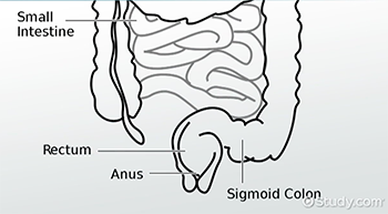 Vocabulary of Anorectal Disorders - Lesson | Study.com