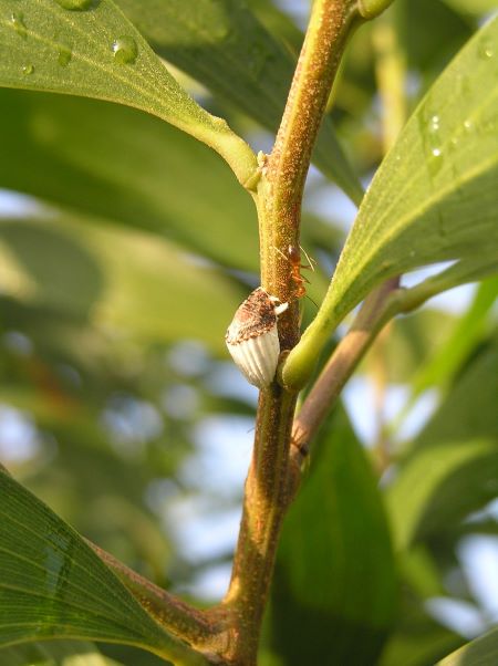 Mutualistic Relationships in Ecology | Mutualism Examples & Types ...