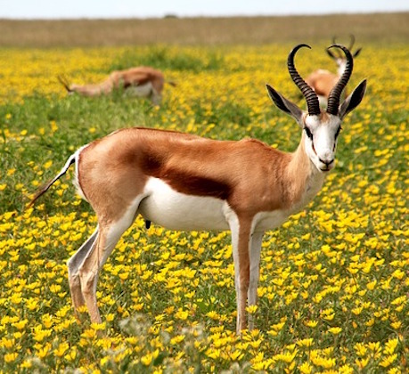 Flashcards - Exotic Animal Species List & Flashcards | Study.com