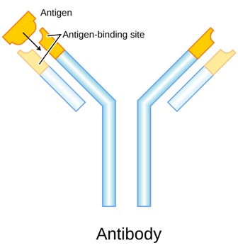 The Immune System Lesson for Kids Facts & Definition | Study.com