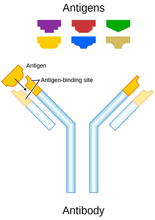 Antigen Frequency | Definition, Categories & Examples | Study.com