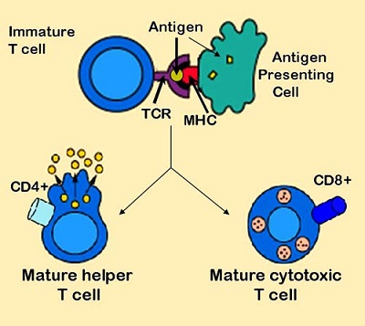 Type IV Hypersensitivity | Reactions & Examples - Lesson | Study.com