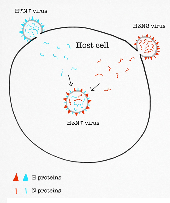 Illustration Of Antigenic Drift In Influenza Virus
