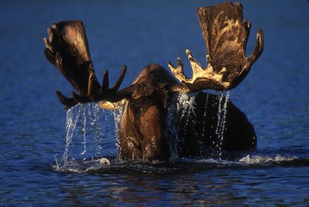 Moose Weight, Antlers & Habitat | Study.com