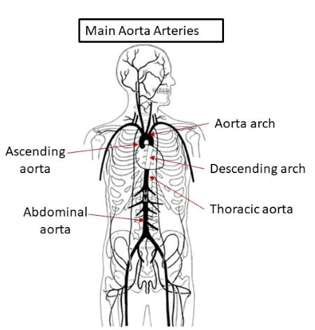 The _________ is the part of the descending aorta that extends from the ...