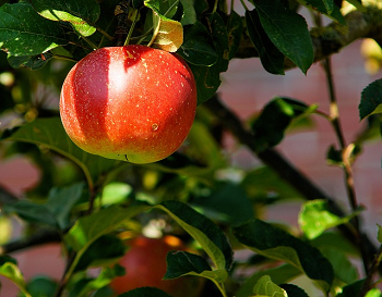 German Fruit & Vegetable Vocabulary | Study.com