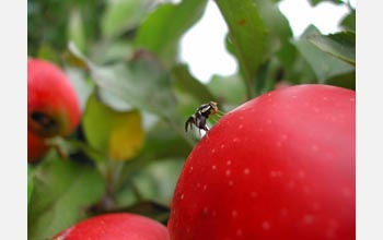 Sympatric Speciation | Definition, Process & Examples - Lesson | Study.com