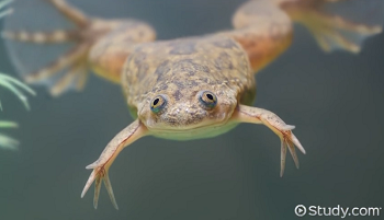 Aquatic Frogs | Lifespan, Characteristics & Habitat - Lesson | Study.com