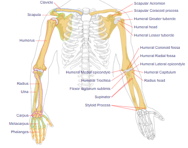Divergent & Convergent Evolution | Comparison & Examples - Lesson ...