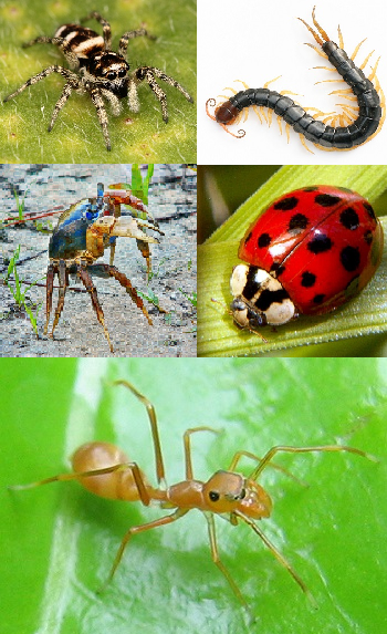 Invertebrates Lesson for Kids: Characteristics & Facts | Study.com