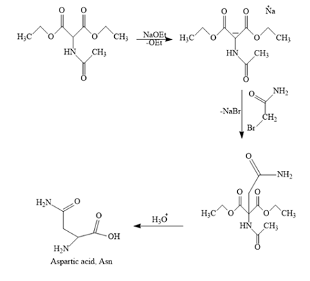 What alkyl halide is needed to synthesize each amino acid from diethyl ...
