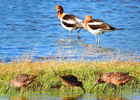 Abiotic Factors in an Ecosystem | Definition & Examples - Lesson ...