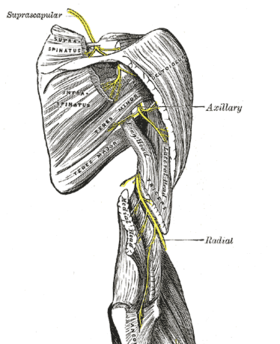 Deltoid Muscle Atrophy: Causes, Symptoms & Treatment | Study.com
