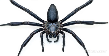 Whip Spider | Habitat, Bite & Facts - Lesson | Study.com