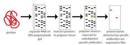 Using Non-Microscopic Methods for Direct Examination of Mycobacteria ...