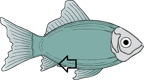 Flashcards - Fish Anatomy Flashcards | Study.com