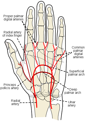 Chest Tube, Arterial Line & Central Line Insertions: Functions ...