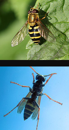 Mimicry in Animals | Definition, Types & Examples - Lesson | Study.com