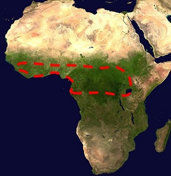 Porcupine | Diet, Habitat & Adaptations | Study.com