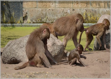 Baboons | Mating, Diet & Lifespan | Study.com