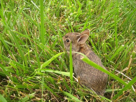 Herbivory Definition, Adaptations & Examples - Lesson | Study.com