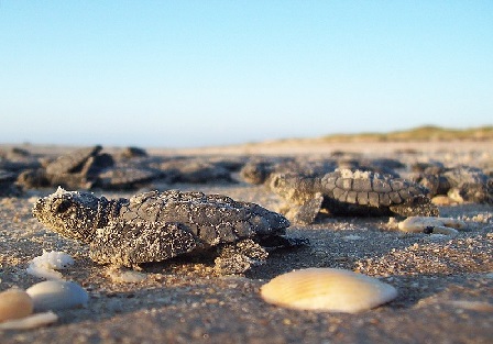 Analyzing Data to Determine Relationships between Animal Behaviors or ...