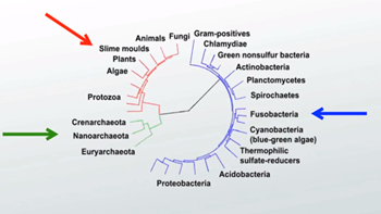 Bacteria Definition & Types - Lesson | Study.com