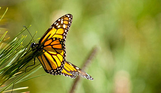 Butterfly Story for Kids | Study.com