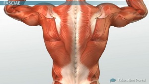 Fibrous Connective Tissue | Definition, Types & Functions - Lesson ...