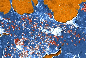 Ecological Role of Microorganisms - Lesson | Study.com