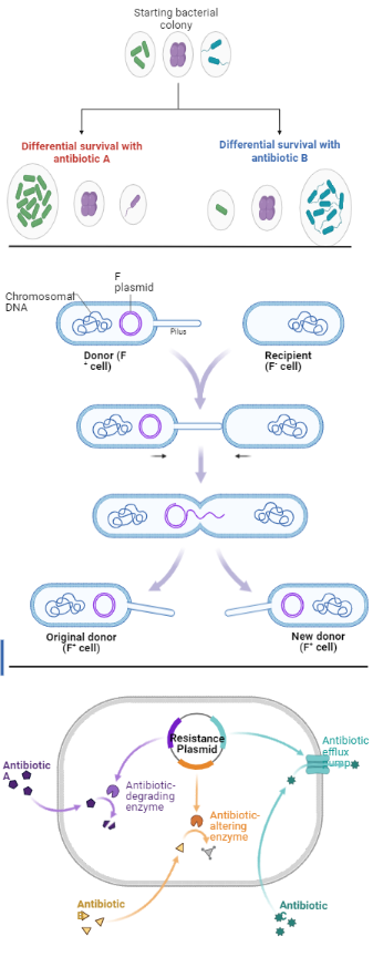 Comparing Abiotic and Biotic Environments & Their Effects on Evolution ...
