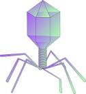 Bacteriophage | Definition, Structure & Types - Lesson | Study.com