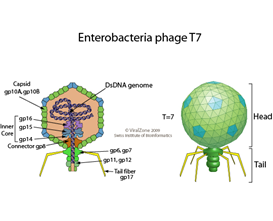 Transduction in Bacteria | Definition, Types & Process - Lesson | Study.com
