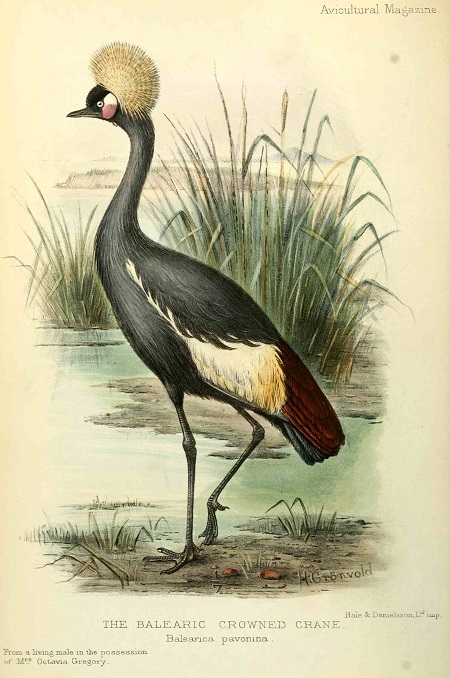 Crane Bird | Types, Appearance & Examples | Study.com