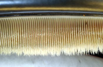 Gray Whale Facts: Lesson for Kids | Study.com