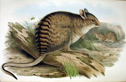 Flashcards - Chaparral Biome Animals List & Flashcards | Study.com