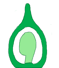 Ovary in Flowers | Definition, Structure & Functions - Lesson | Study.com