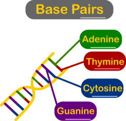 Nucleus | Definition, Structure & Function - Lesson | Study.com