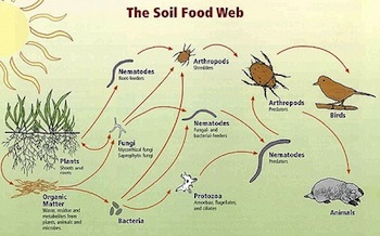 Turkey Projects for Kids | Study.com