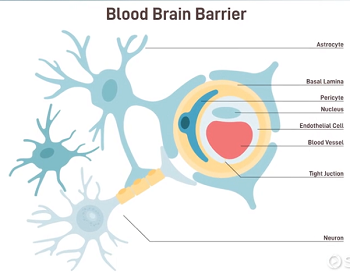 Types of Capillaries: Continuous, Fenestrated & Sinusoidal - Lesson ...
